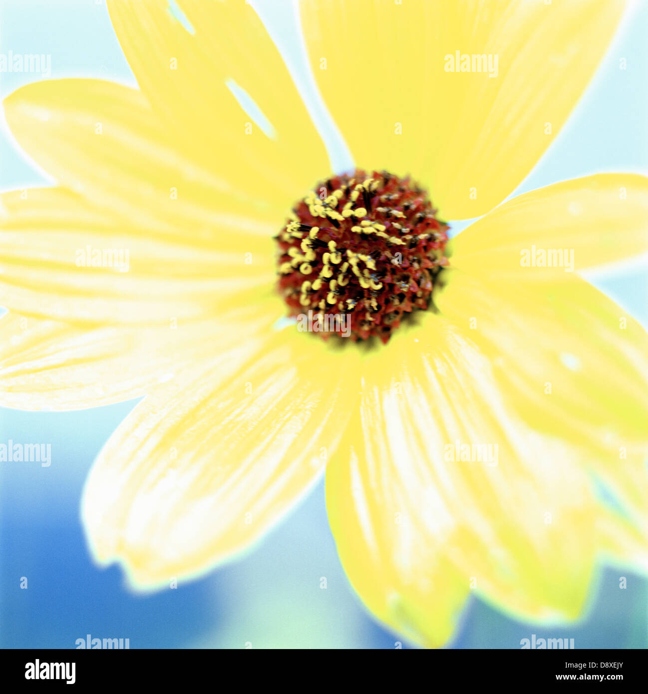 A yellow flower, close-up Stock Photo - Alamy