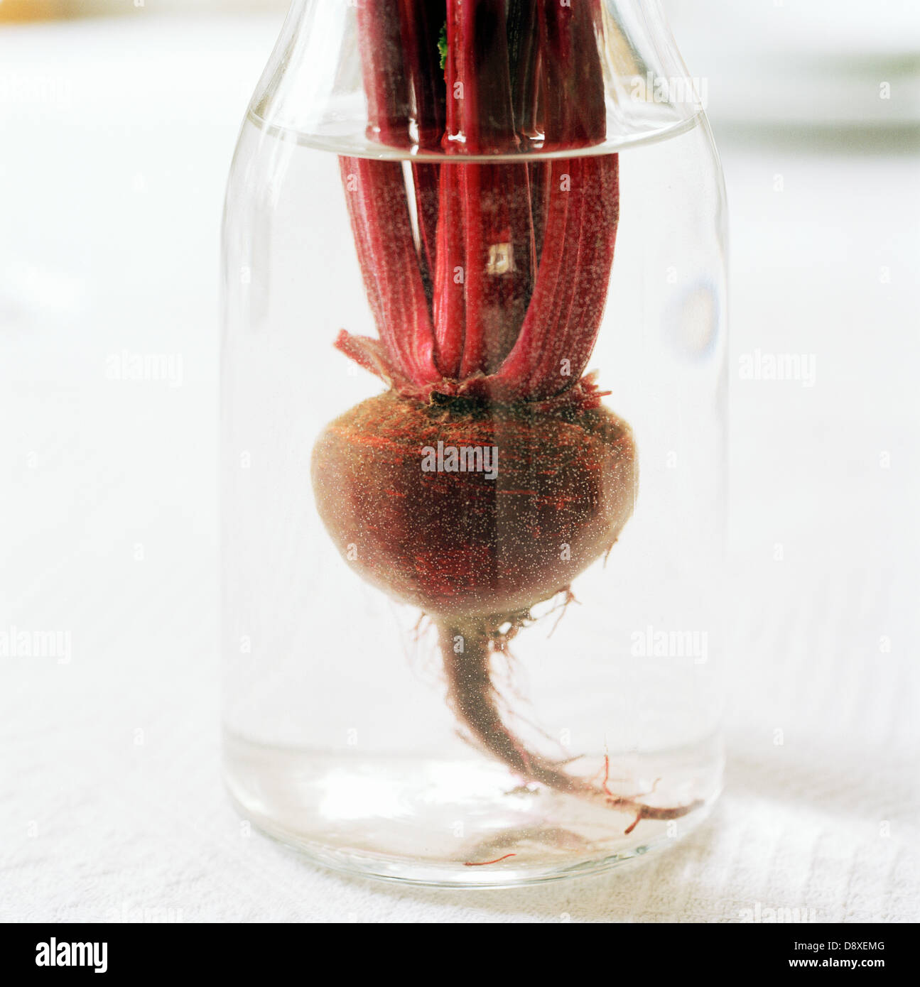 A beetroot being rinsed in a jug with water Stock Photo - Alamy