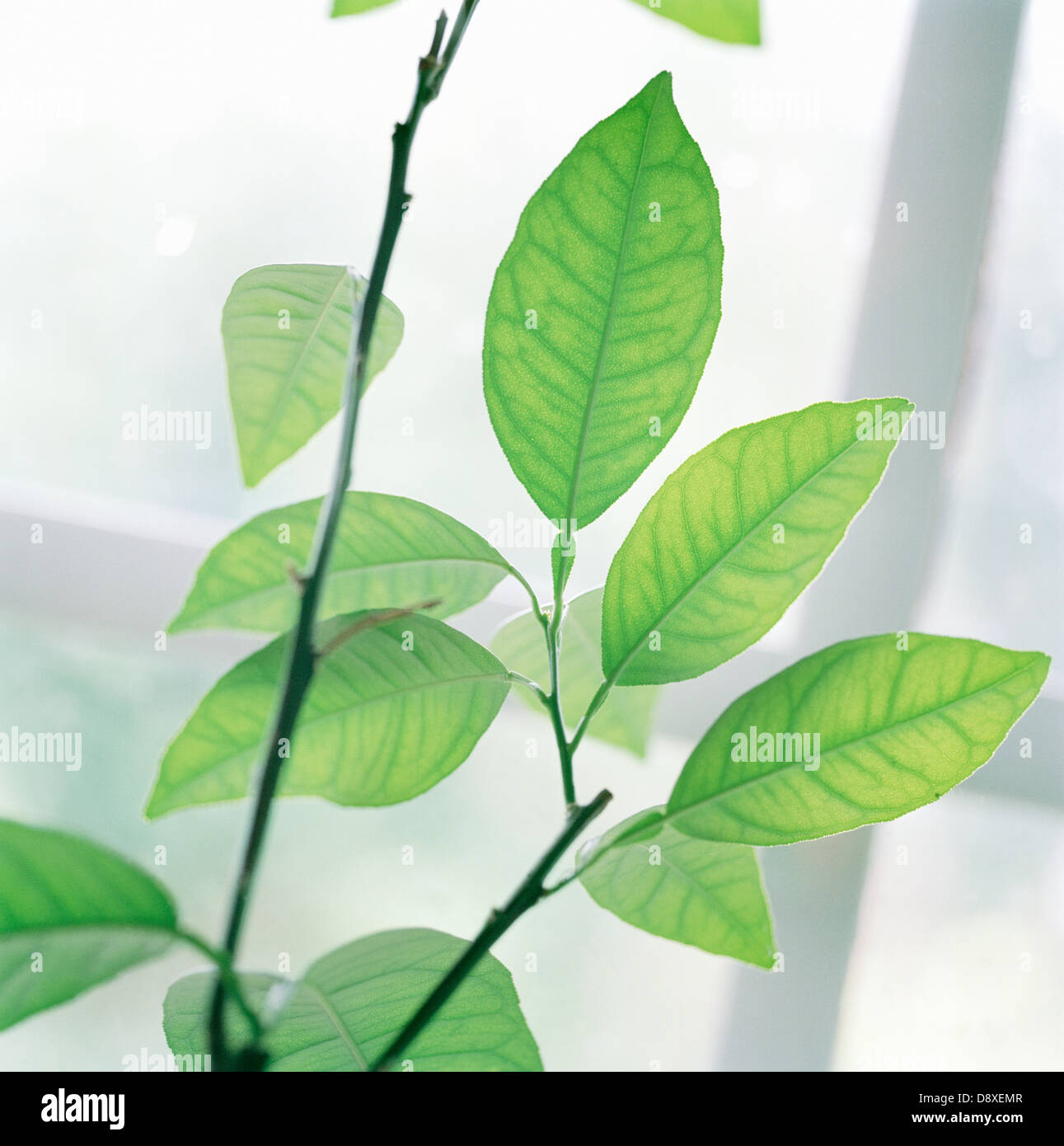 Window leaves hi-res stock photography and images - Alamy