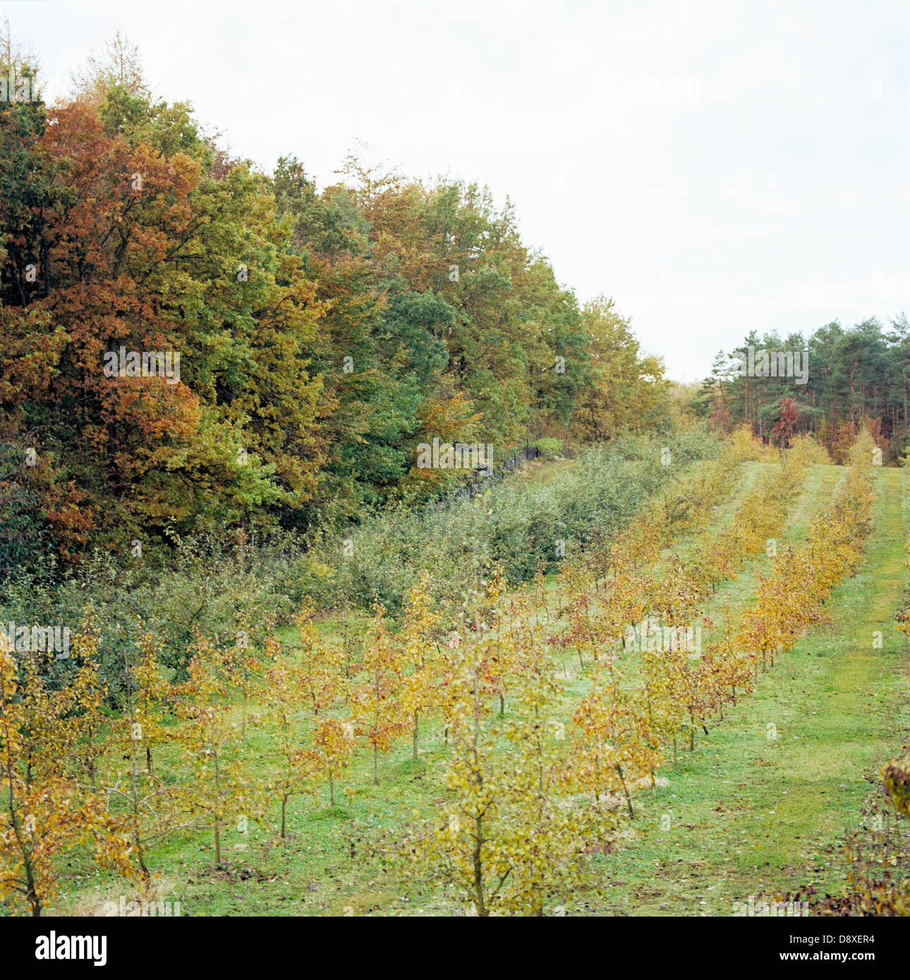 Apple-trees, Skane, Sweden Stock Photo - Alamy