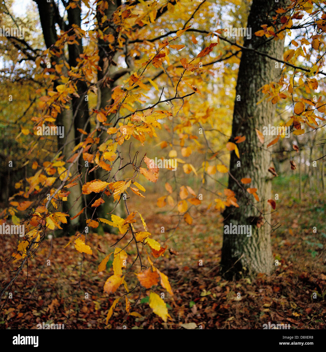 Autumn coloured leaves on trees in a forest Stock Photo - Alamy