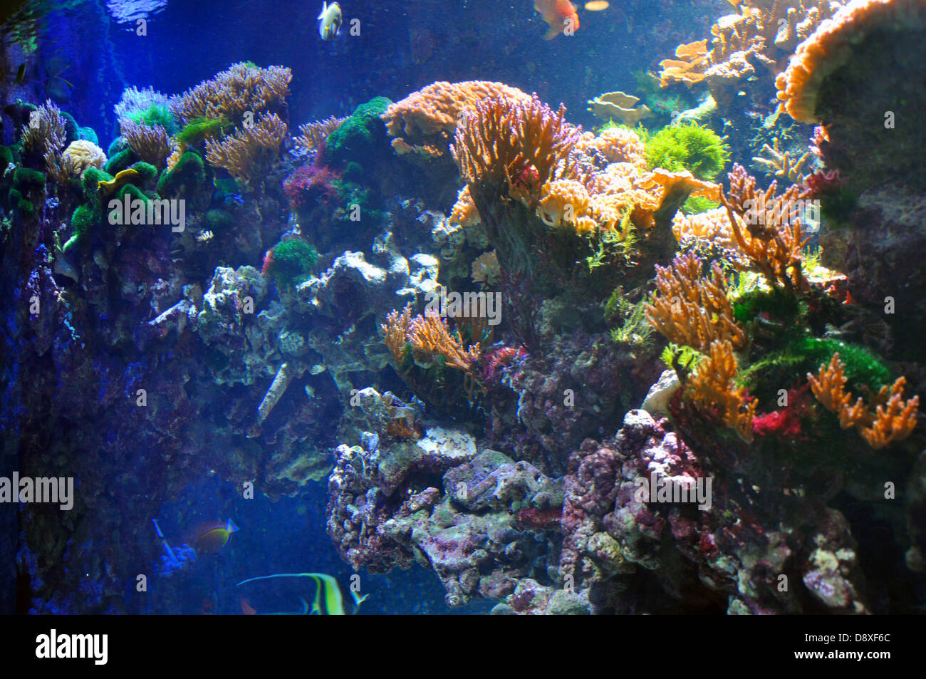 Salt water aquarium with coral reef Stock Photo - Alamy