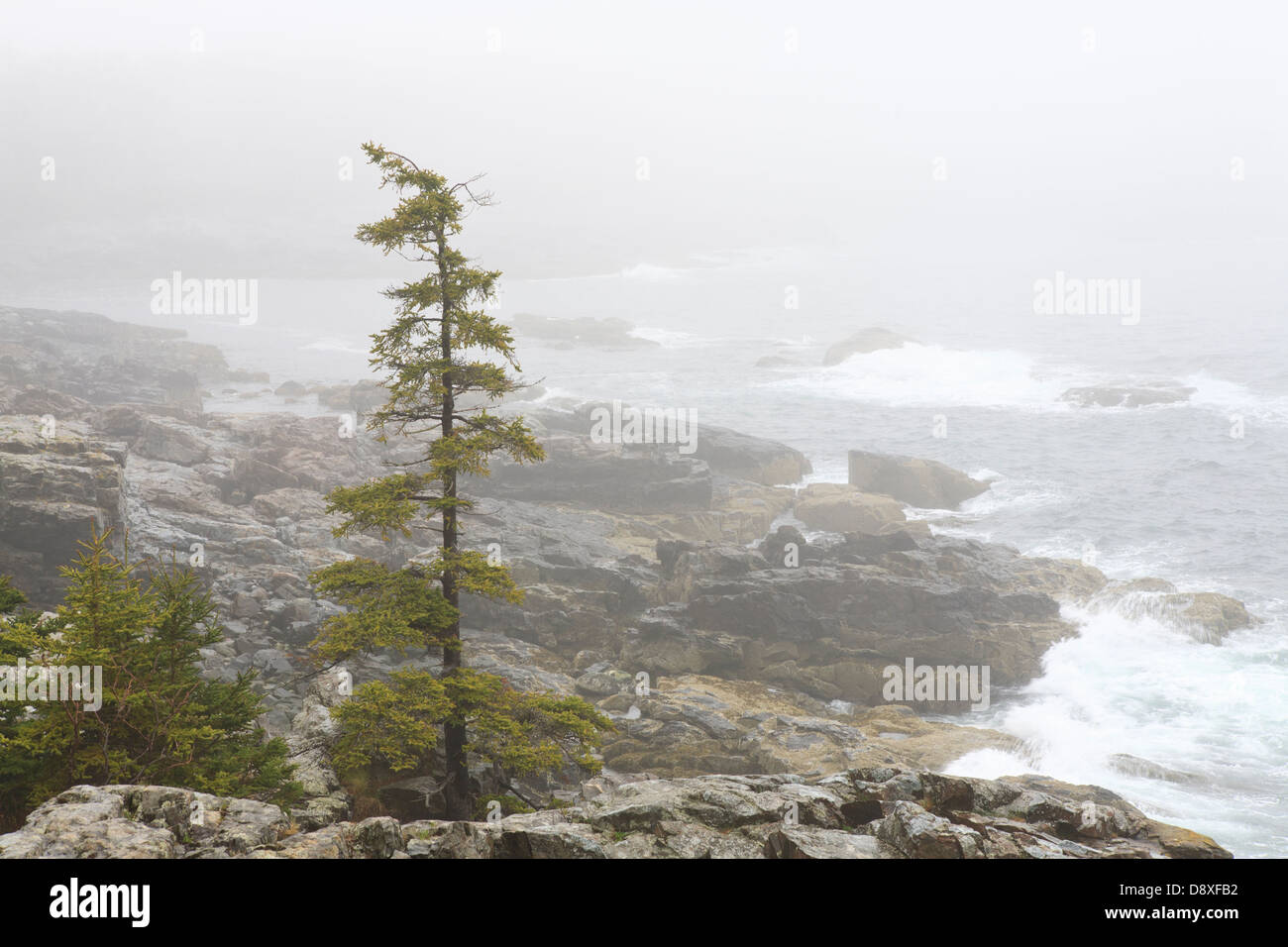 Atlantic coast in Acadia National Park, with tree in fog Stock Photo ...