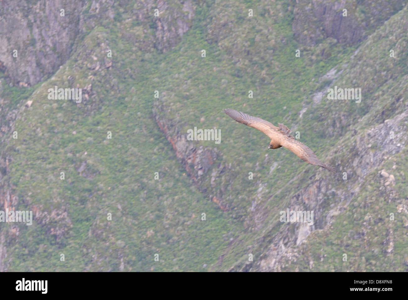 An Andean Condor soars over southern Peru's Colca Canyon, Peru Stock ...