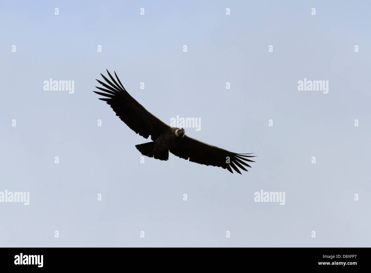 An Andean Condor soars over southern Peru's Colca Canyon, Peru Stock ...