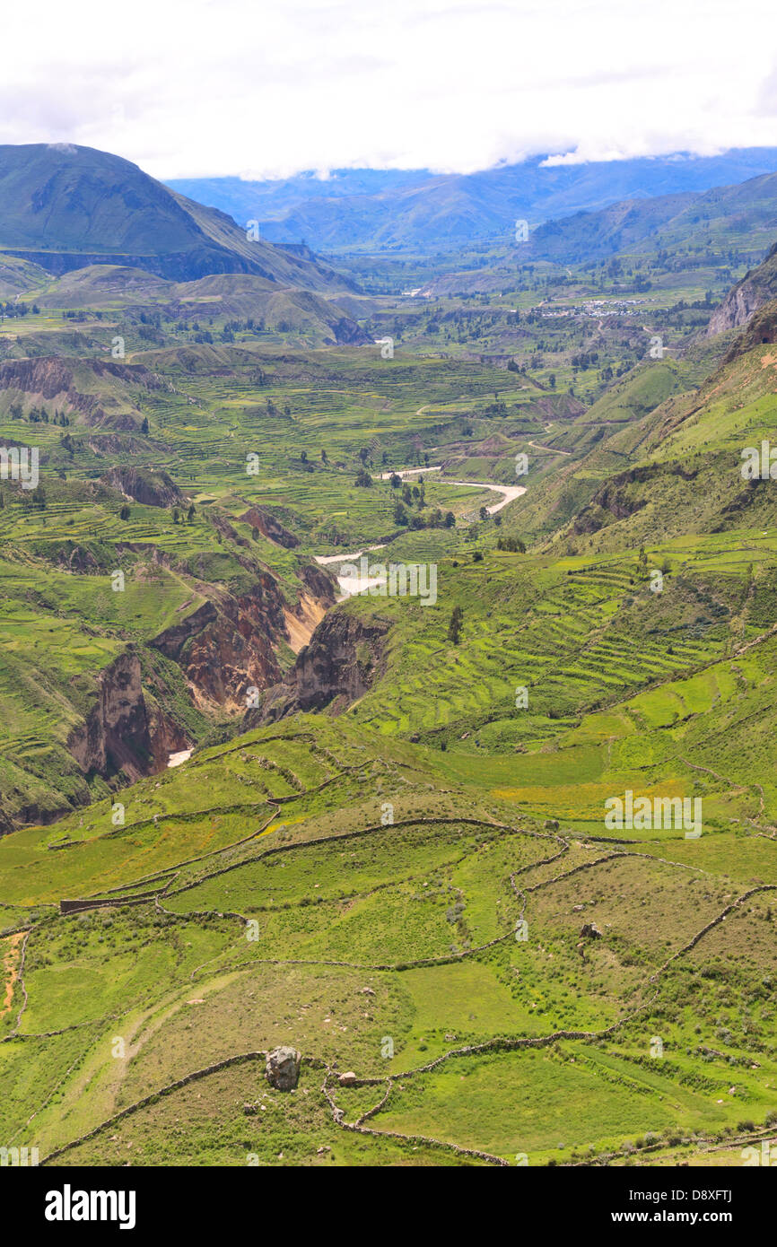 Agricultural terraces, Colca Canyon, Peru Stock Photo - Alamy