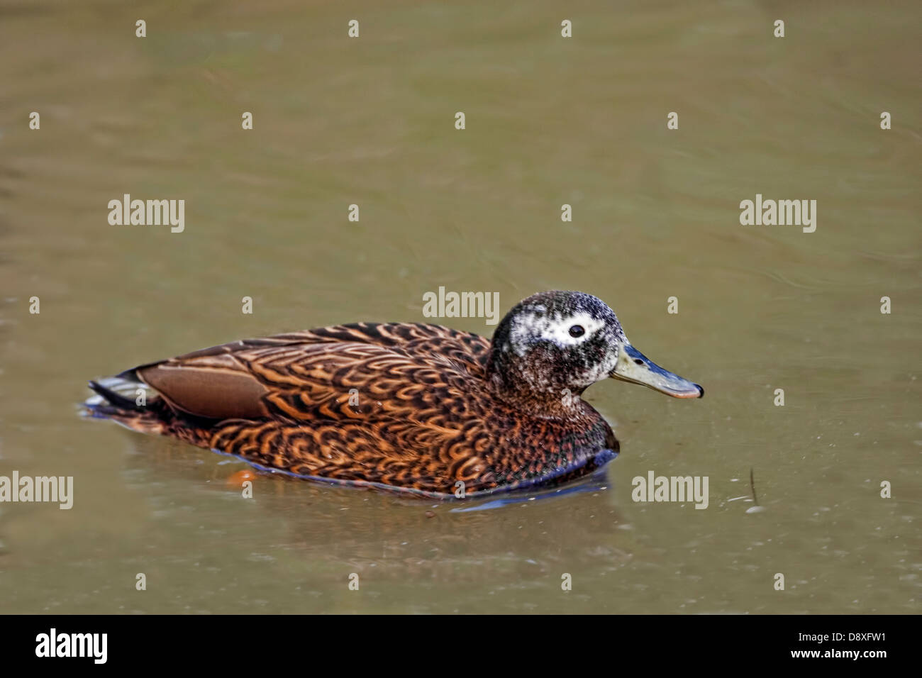 Laysan Duck, Anas laysanensis , a rare and endangered species Stock ...