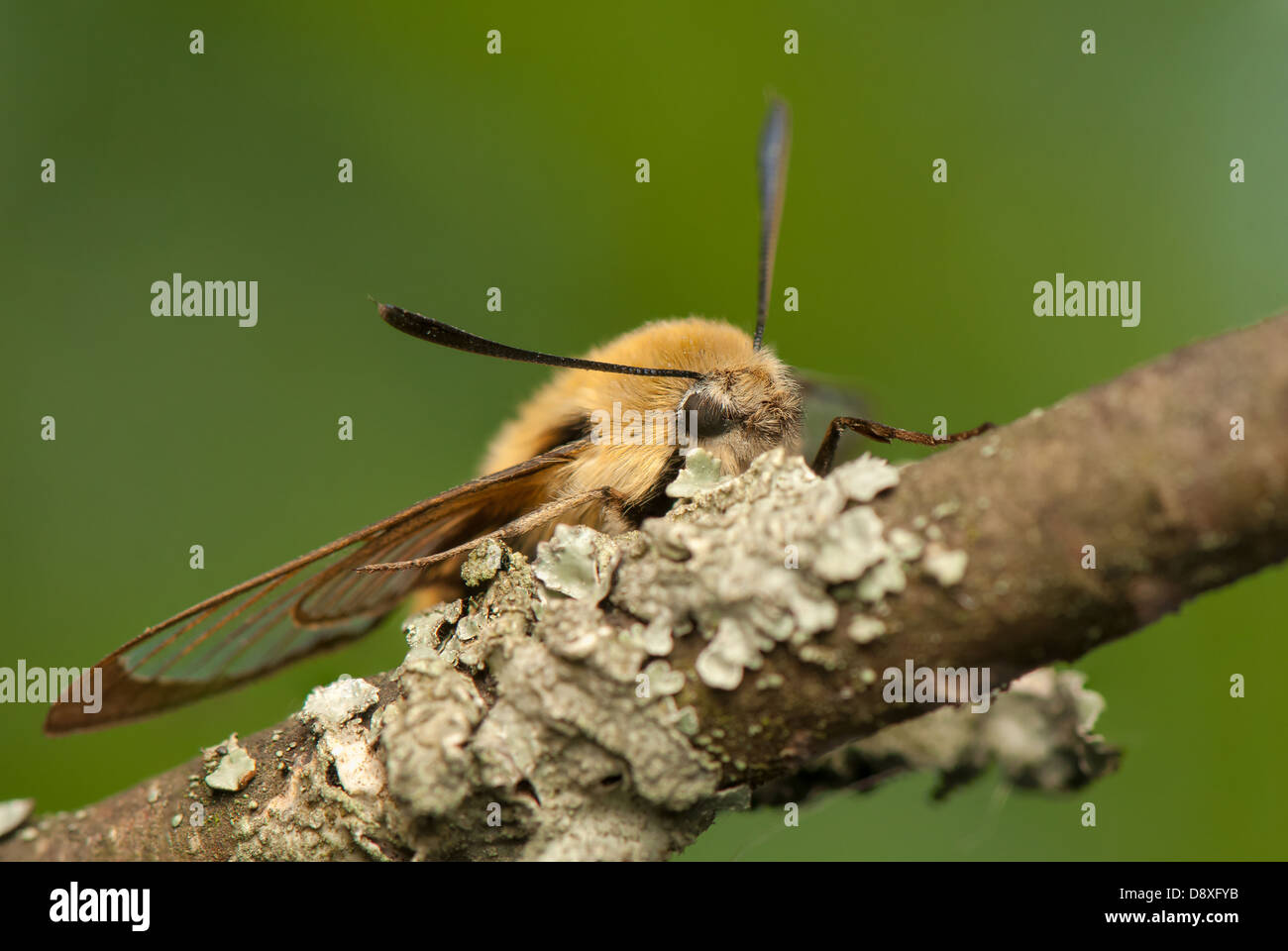 Sphinx tityus hi-res stock photography and images - Alamy
