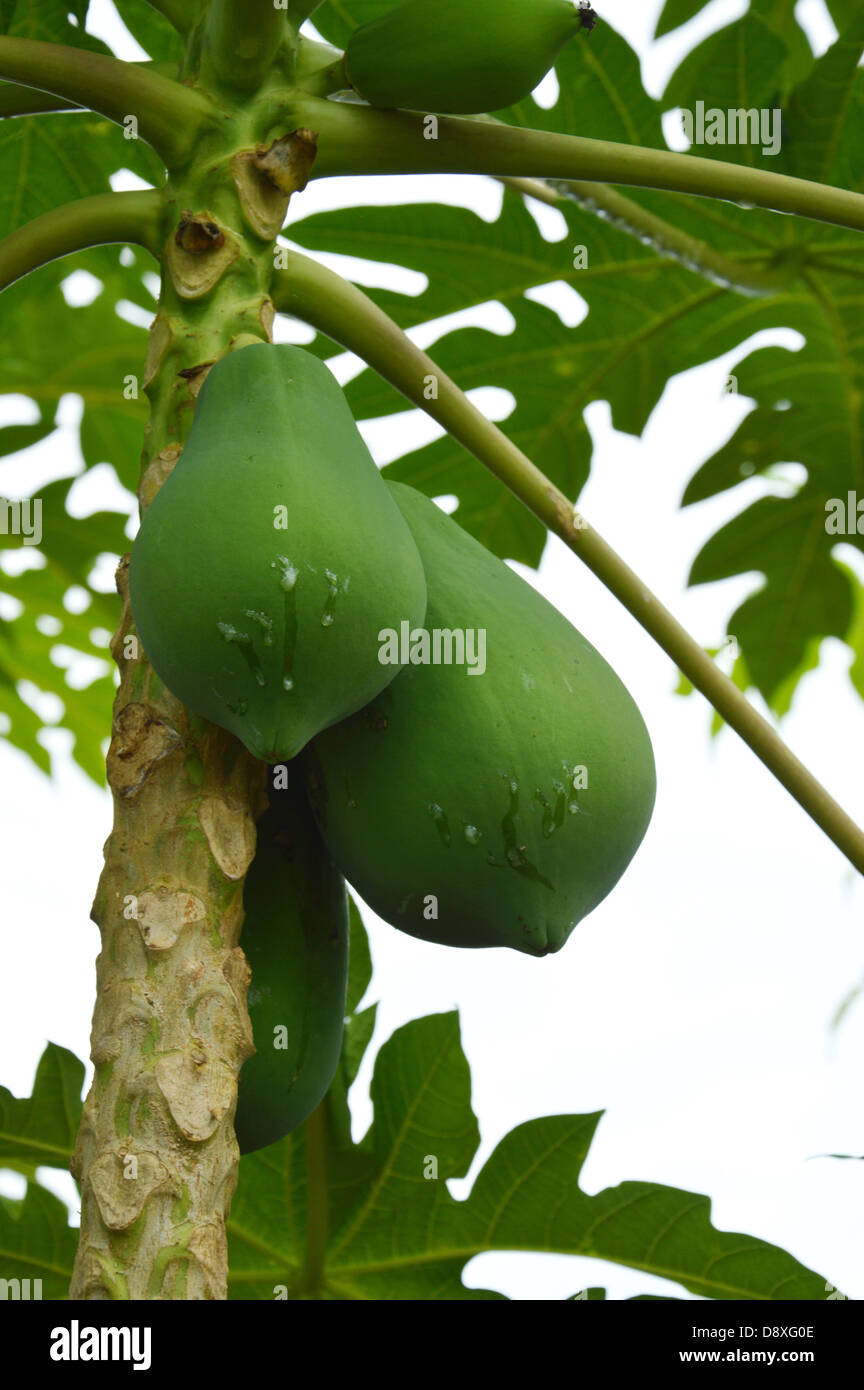 green papaya fruit Stock Photo - Alamy