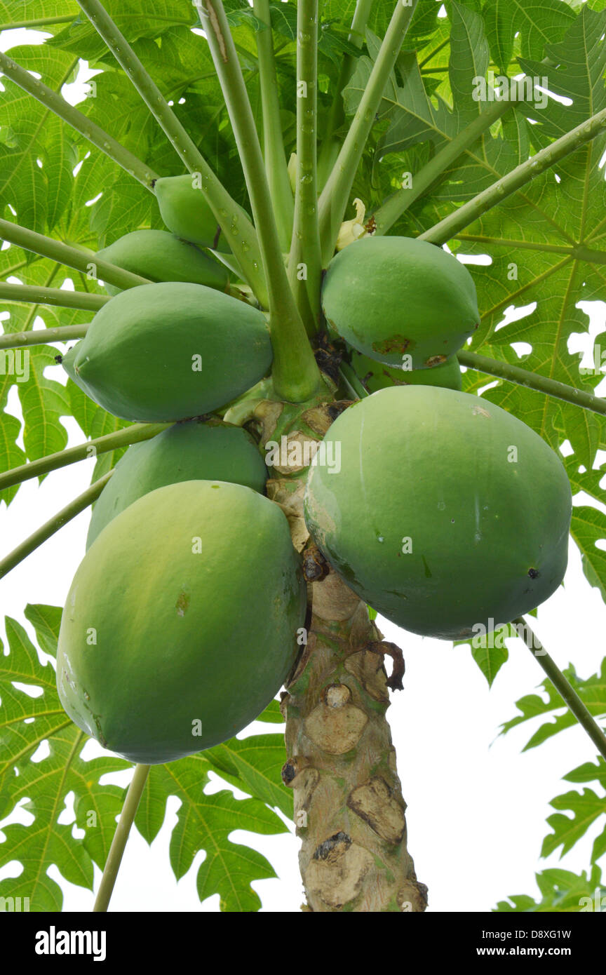 green papaya fruit Stock Photo - Alamy