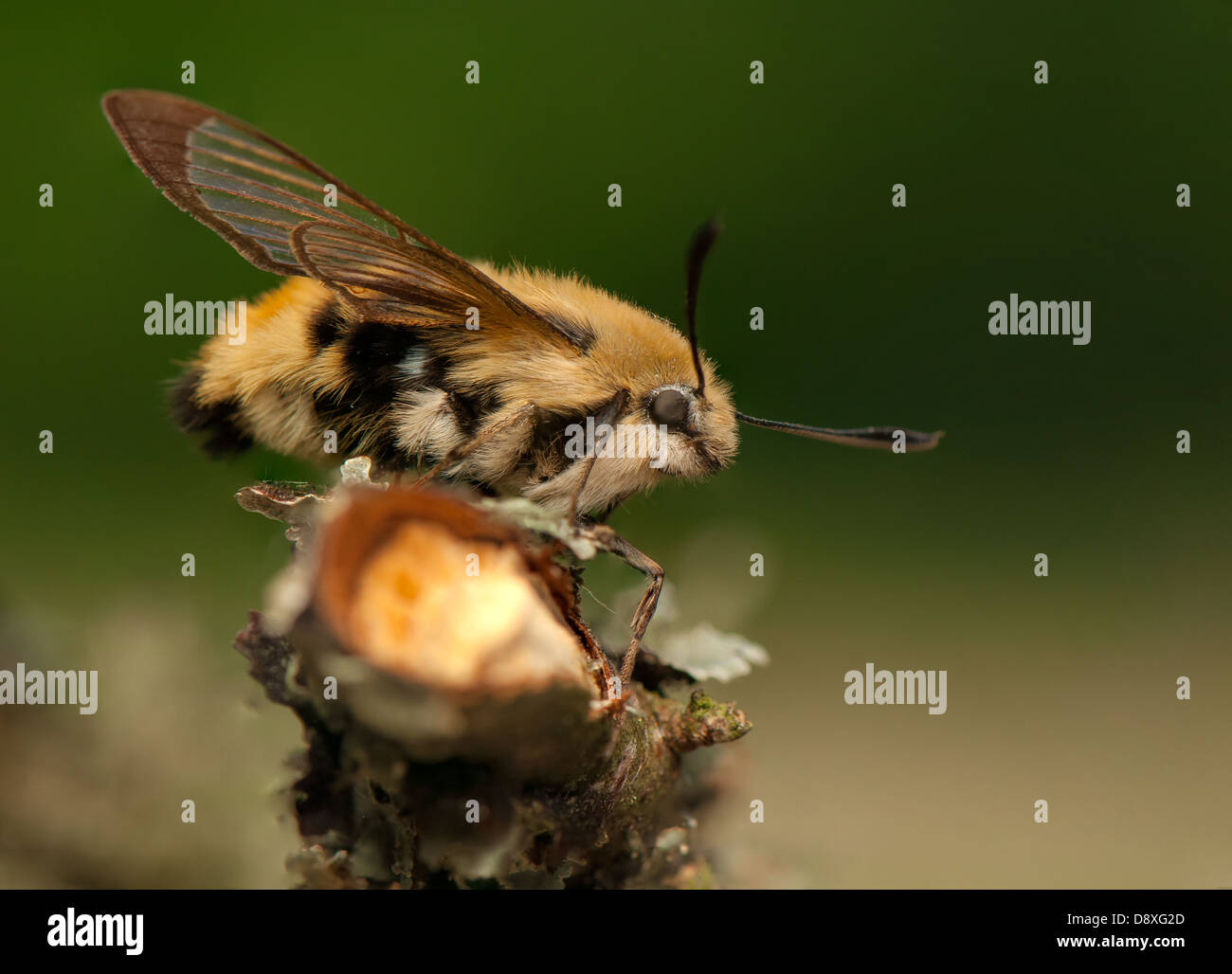 Sphinx tityus hi-res stock photography and images - Alamy