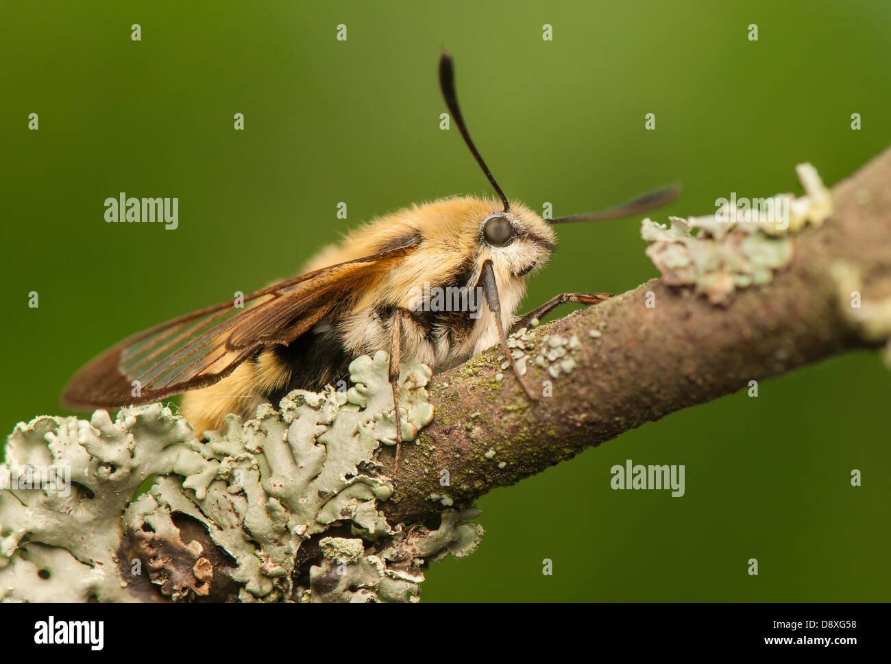 Sphinx tityus hi-res stock photography and images - Alamy