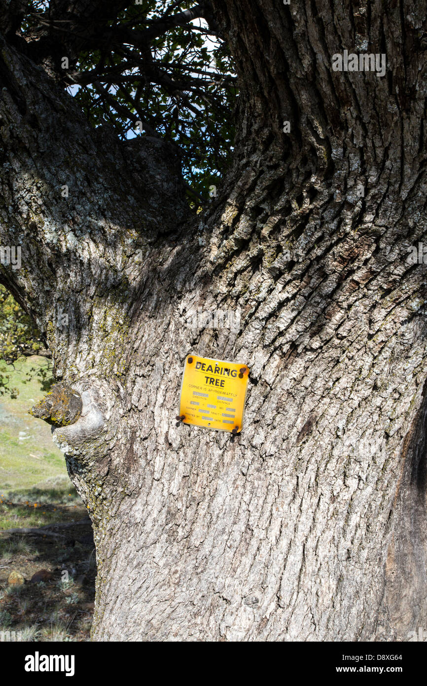Bearing tree hi-res stock photography and images - Alamy