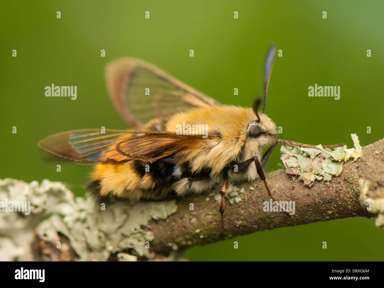 Sphinx tityus hi-res stock photography and images - Alamy