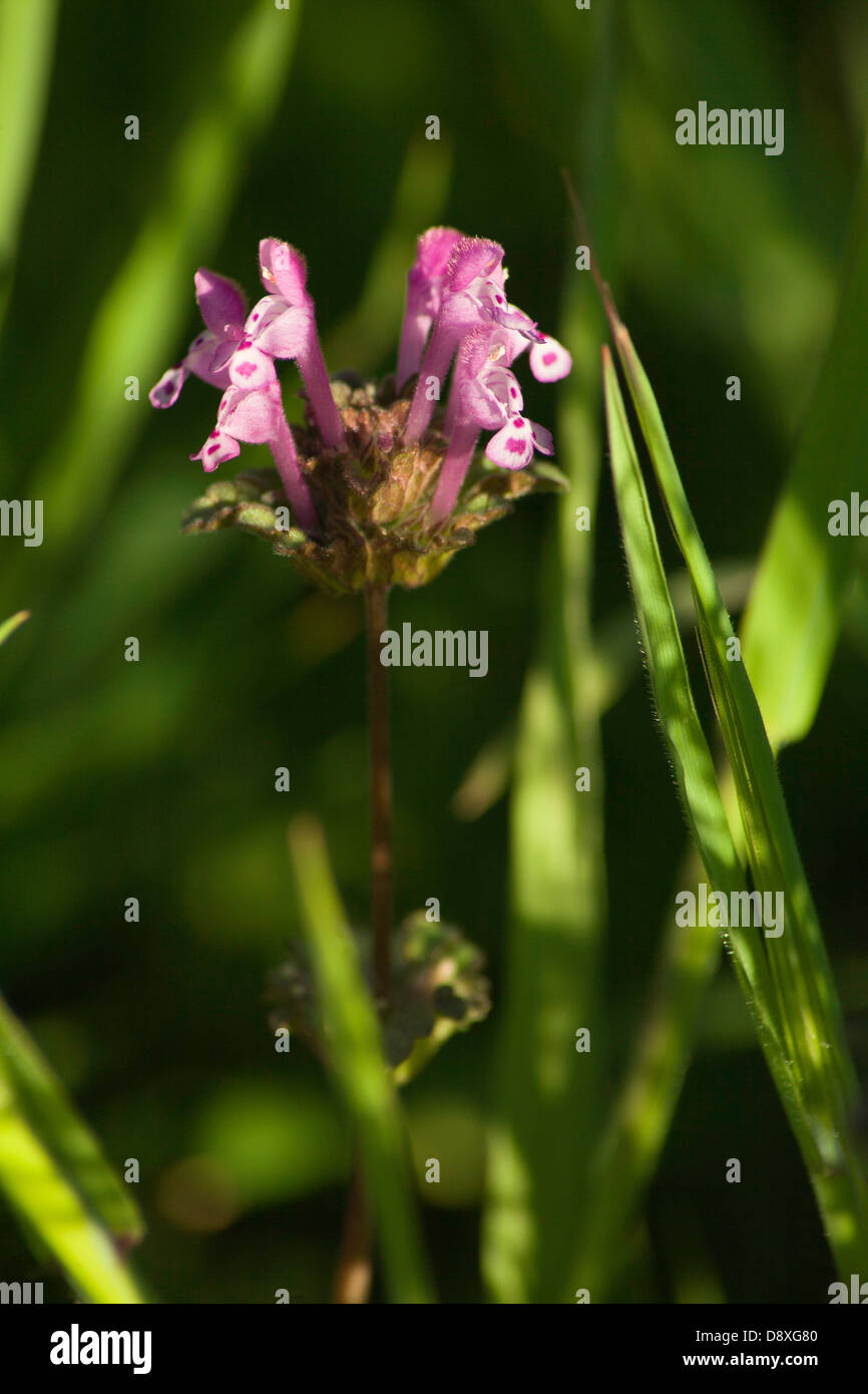 Giraffe's Head flower Stock Photo - Alamy