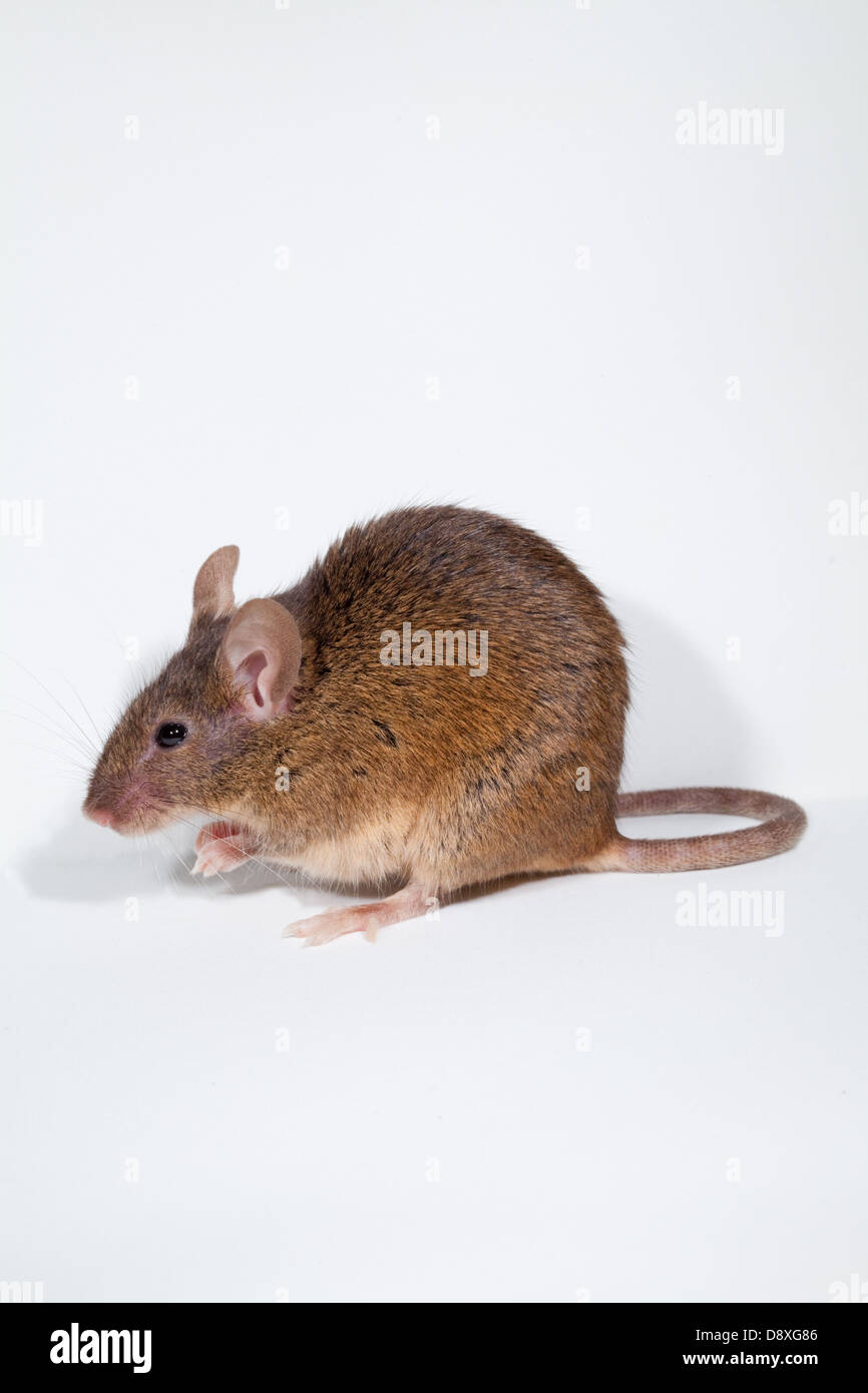 House Mouse (Mus musculus Stock Photo - Alamy