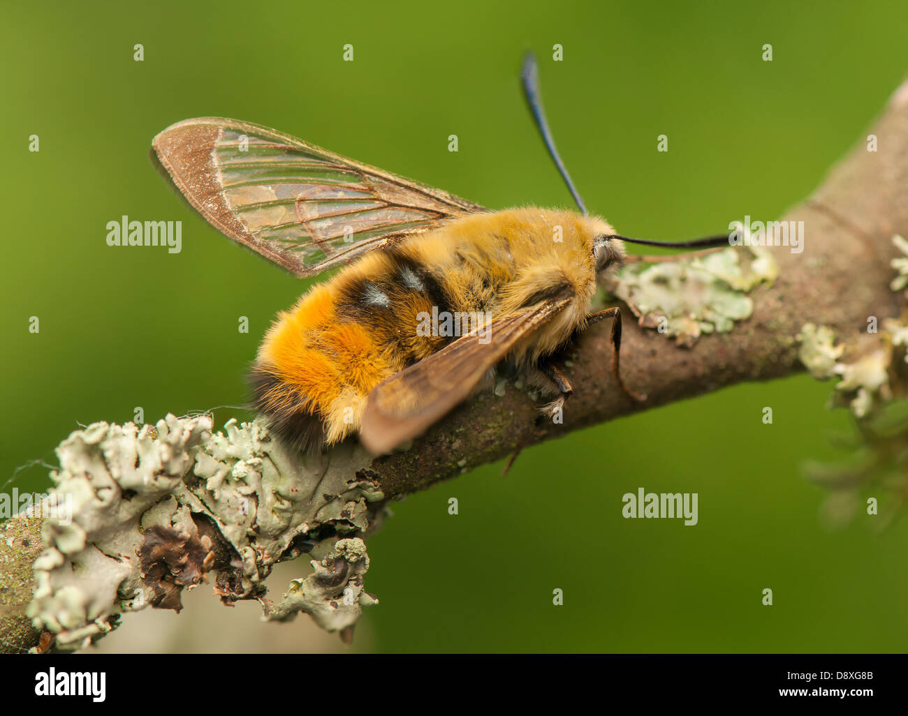 Sphinx tityus hi-res stock photography and images - Alamy