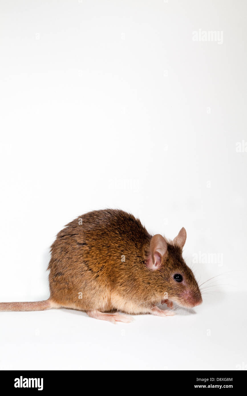 House Mouse (Mus musculus Stock Photo - Alamy