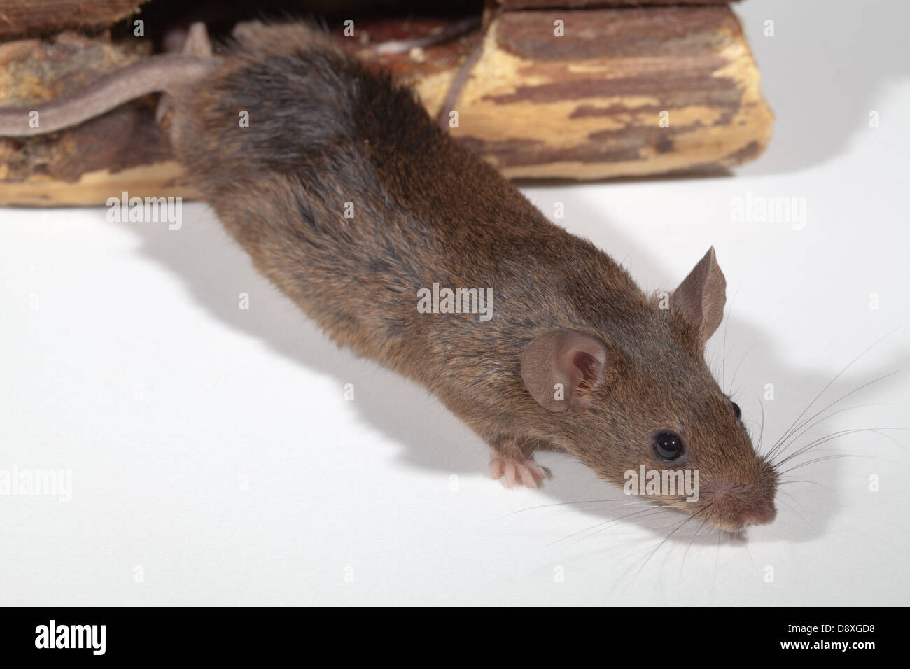 House Mouse (Mus musculus). Emerging from a hole in woodwork Stock ...
