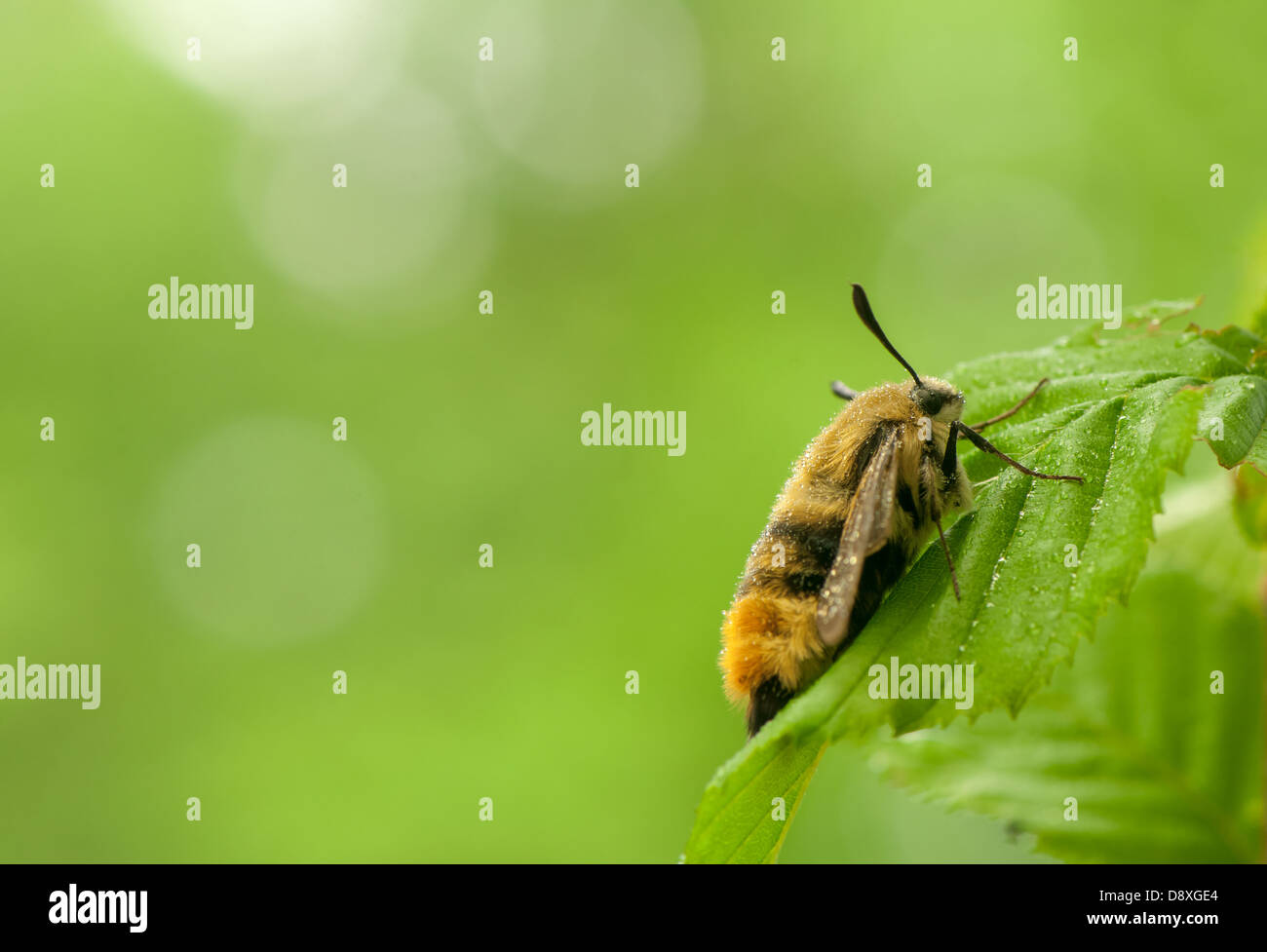 Tityus hi-res stock photography and images - Alamy