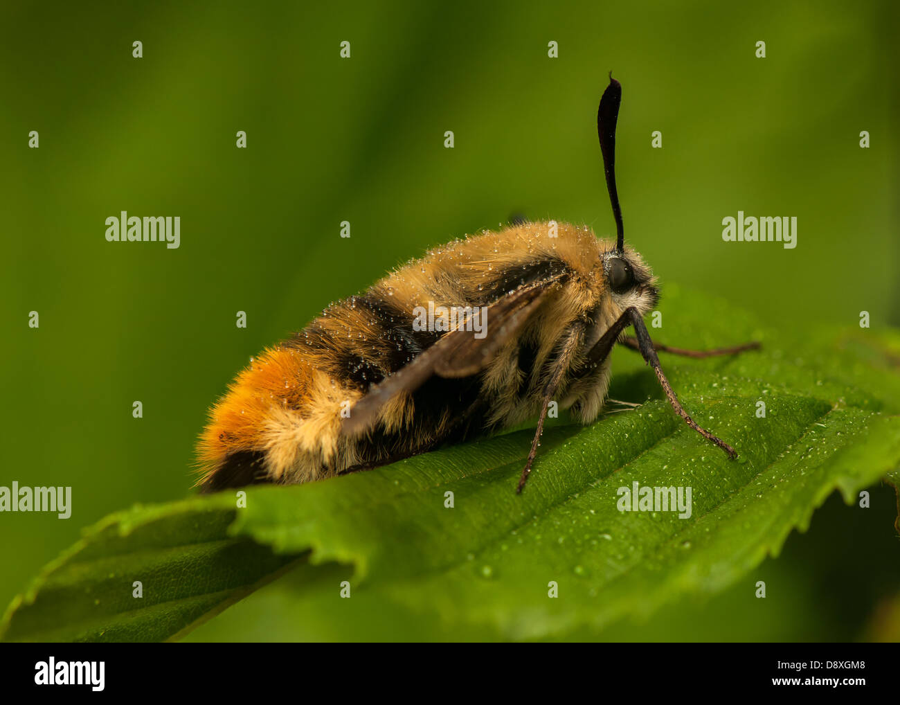 Tityus hi-res stock photography and images - Alamy