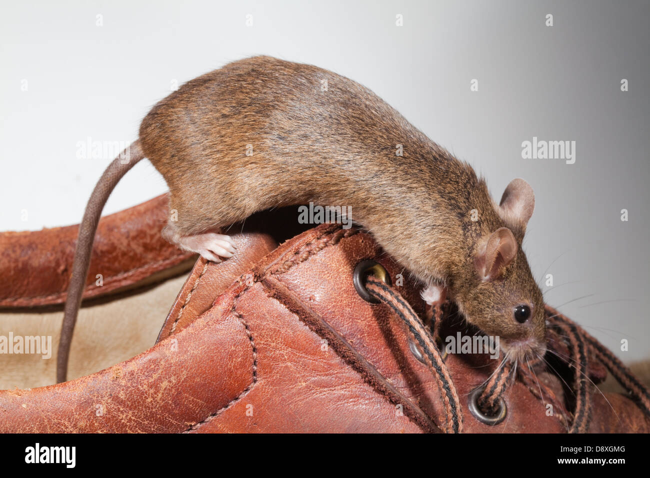 Crawling animals hi-res stock photography and images - Alamy