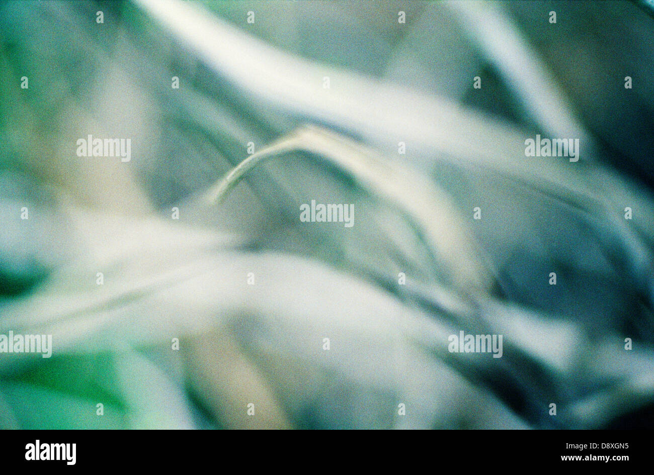 An abstract image of a plant Stock Photo - Alamy