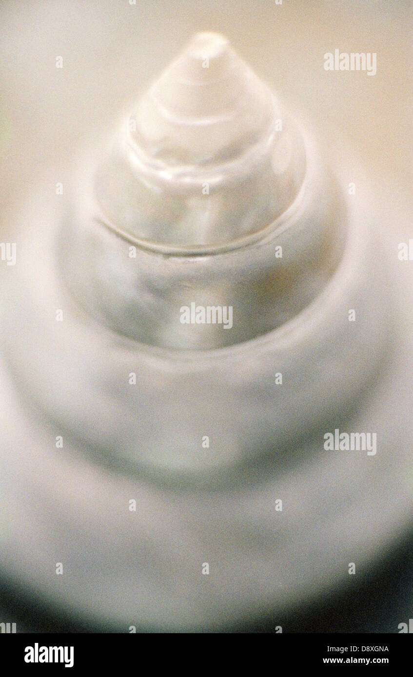 A white shell, close-up Stock Photo - Alamy