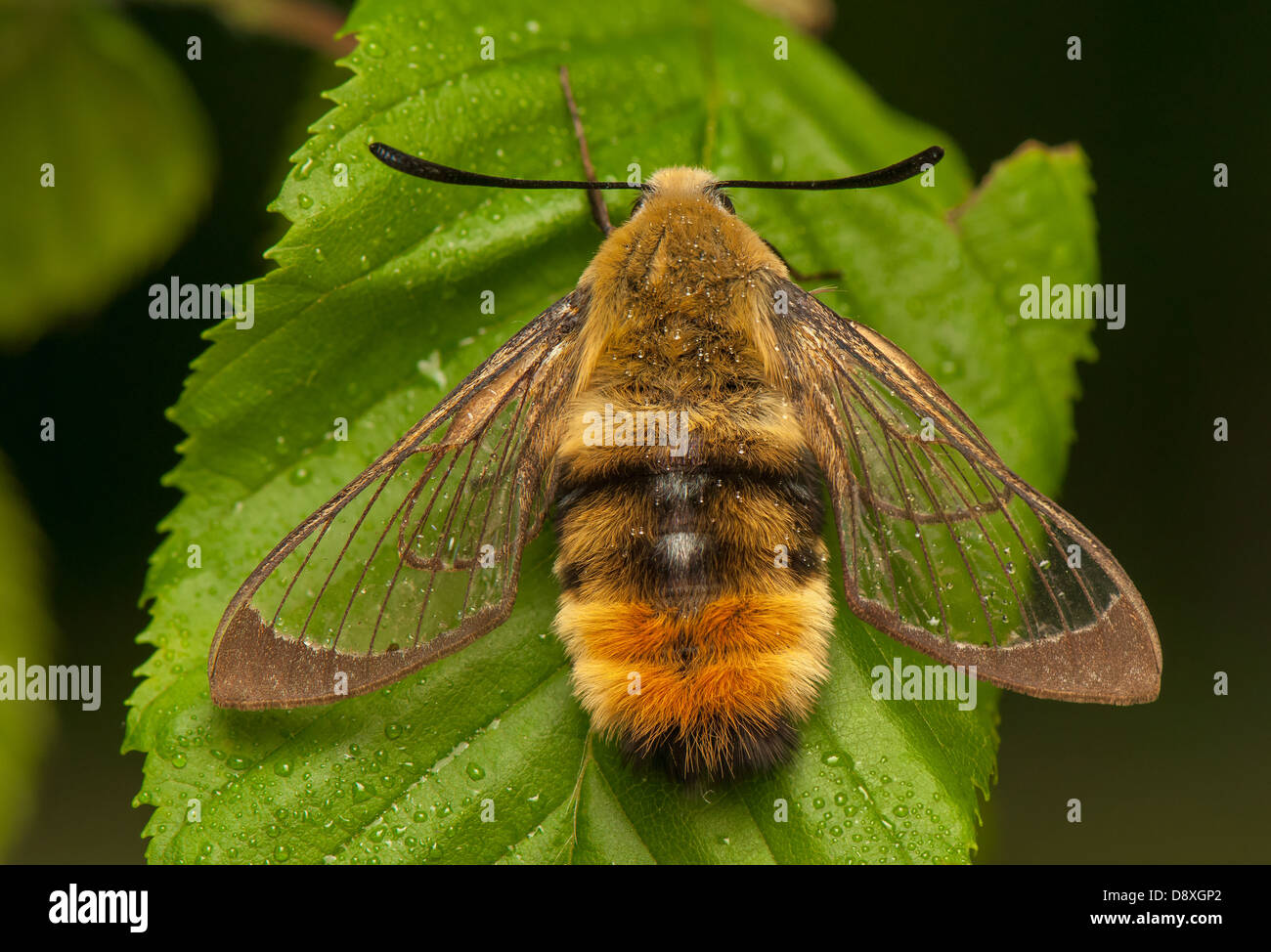 Tityus hi-res stock photography and images - Alamy