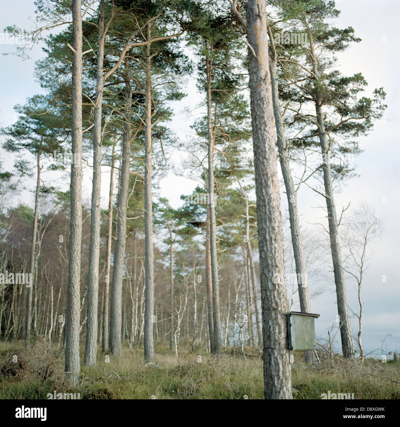 Nesting box on a tree in a forest, Sweden Stock Photo - Alamy