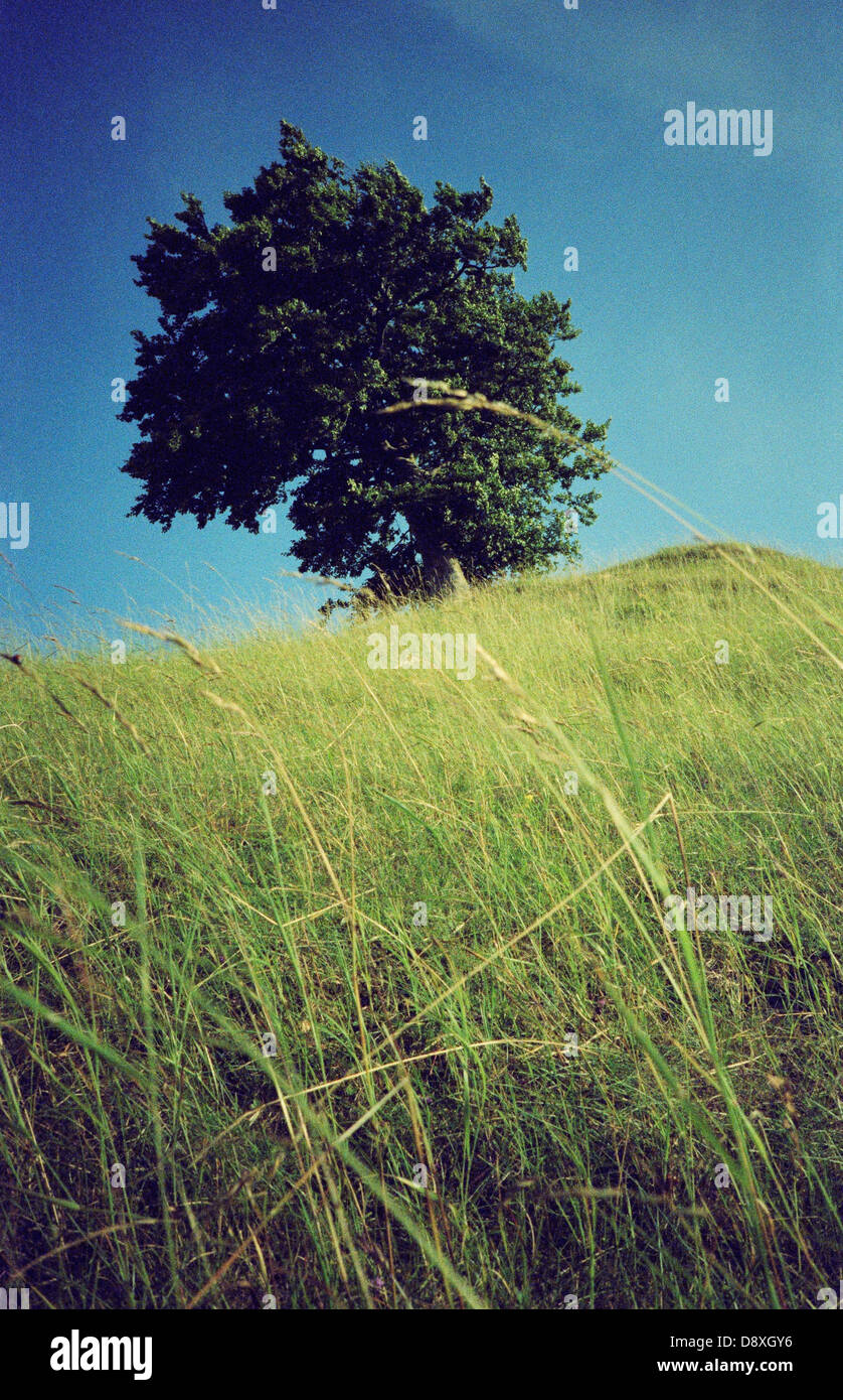 A Tree on a Field Stock Photo - Alamy