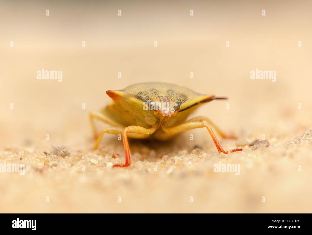 Carpocoris Fuscispinus Stock Photos & Carpocoris Fuscispinus Stock ...