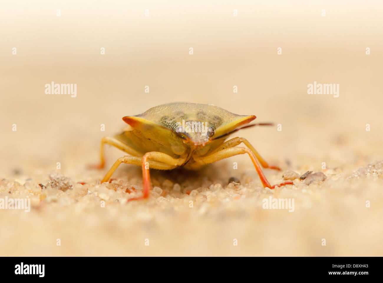 Carpocoris Fuscispinus Stock Photos & Carpocoris Fuscispinus Stock ...