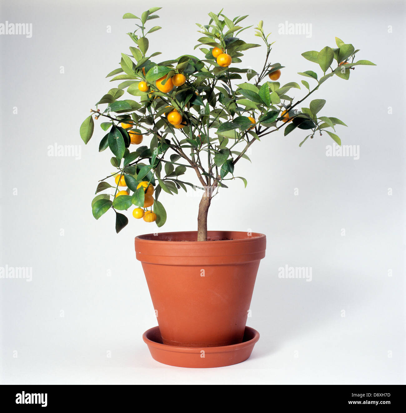 Potted plant against white background Stock Photo - Alamy