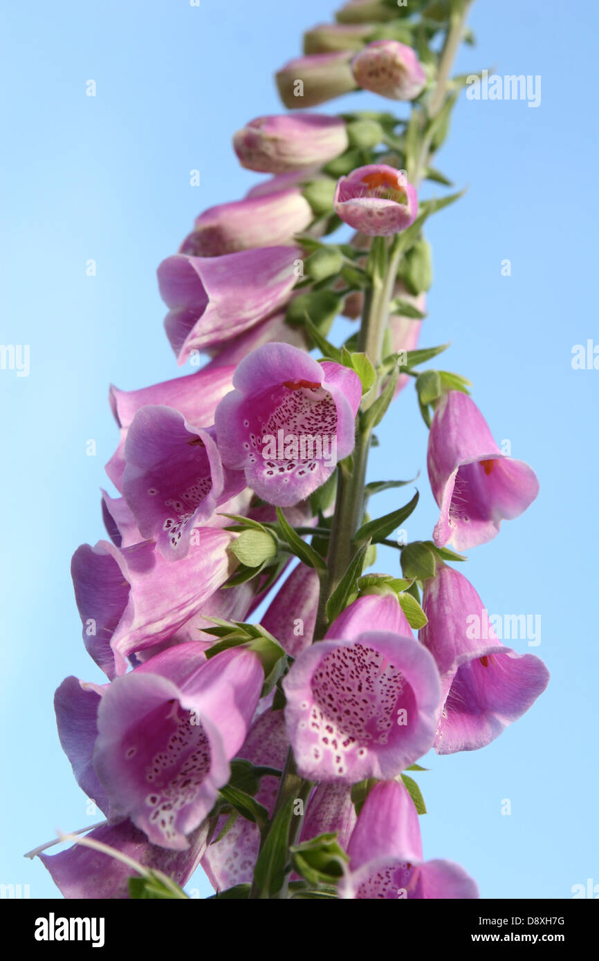 Digitalis in the nature Stock Photo - Alamy