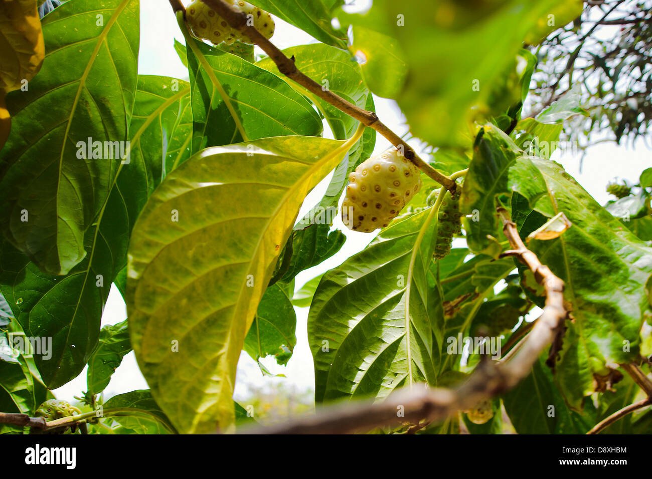 Jamaican noni hi-res stock photography and images - Alamy