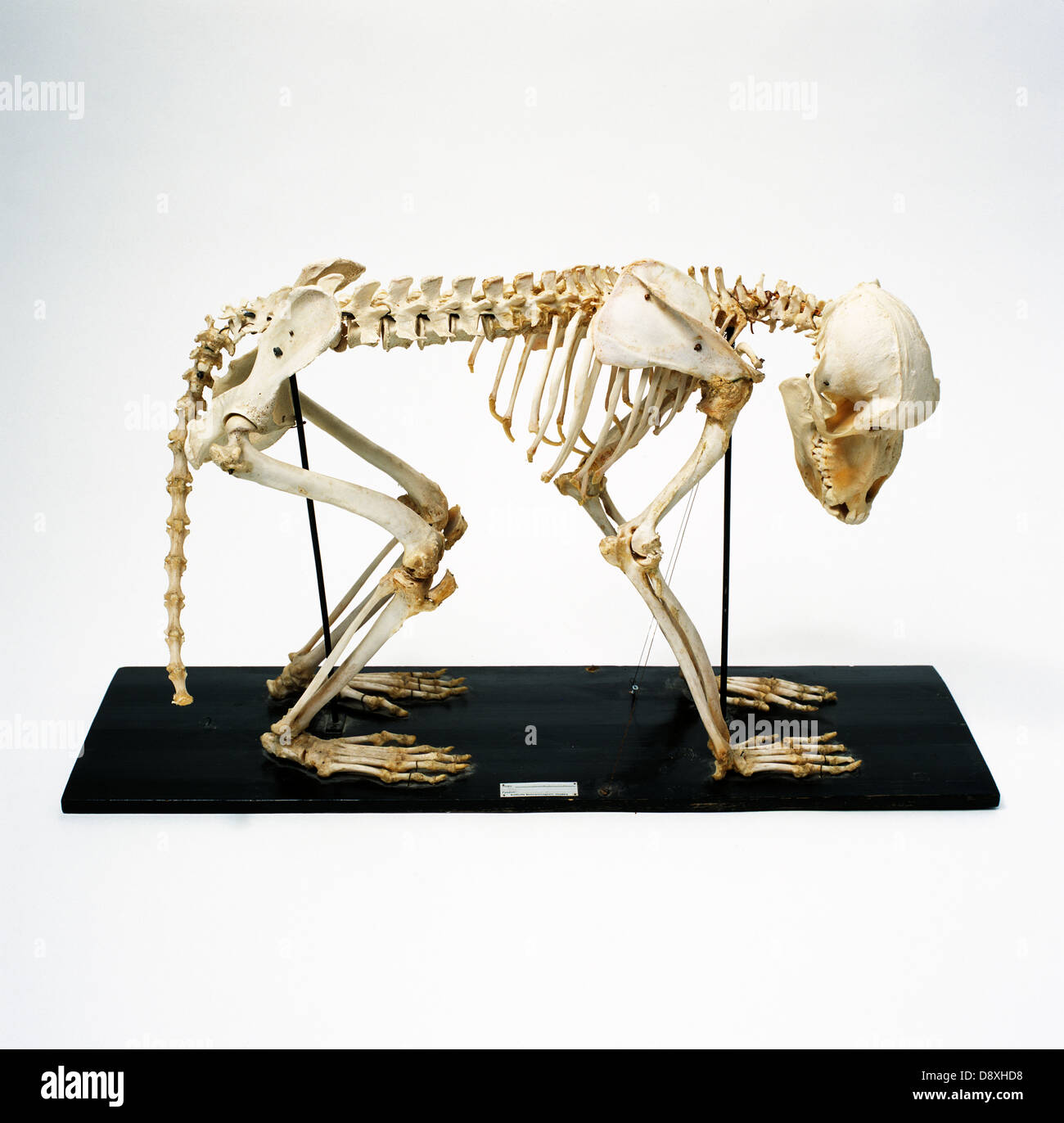 Animal skeleton against white background, side view Stock Photo - Alamy