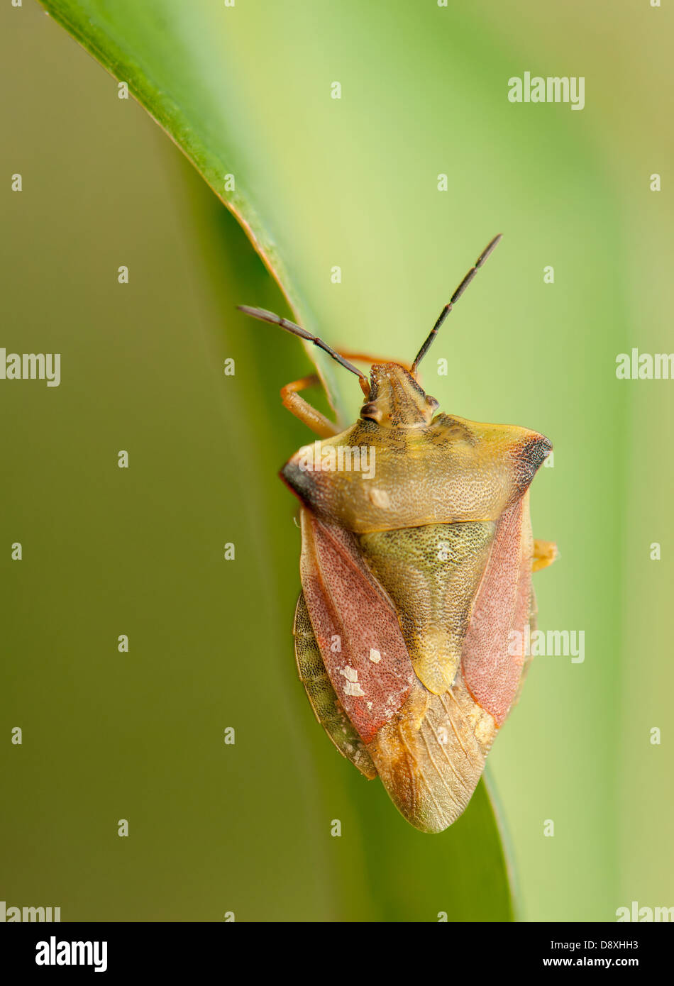 Carpocoris fuscispinus hi-res stock photography and images - Alamy