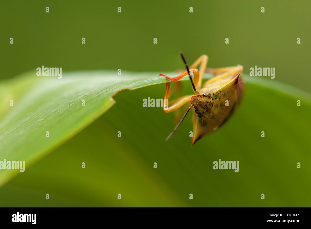 Entmology hi-res stock photography and images - Alamy