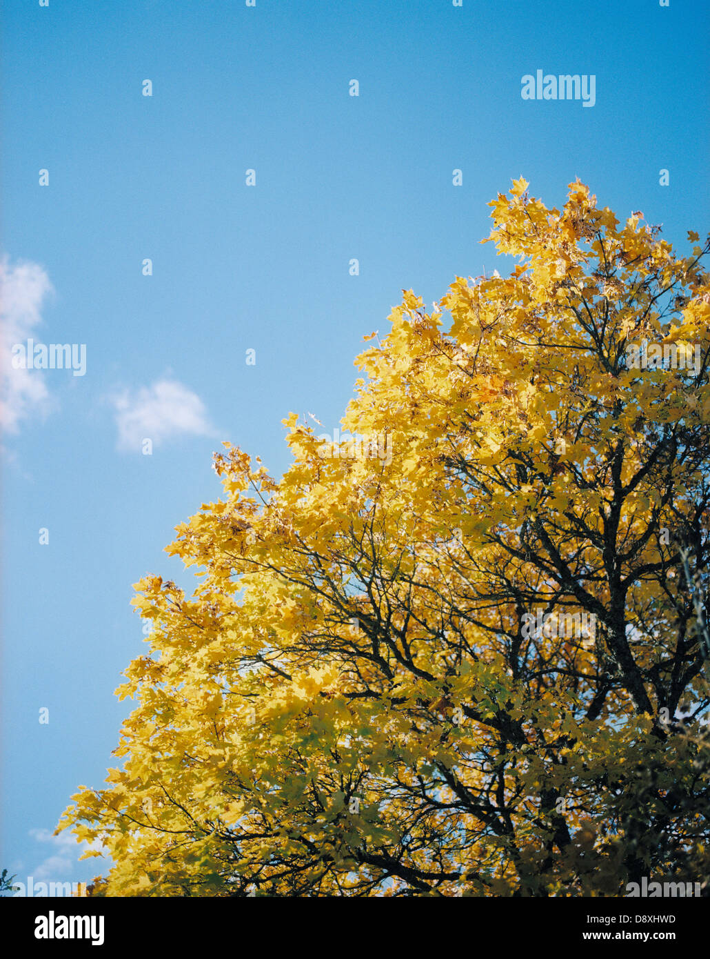 An autumn tree Stock Photo - Alamy