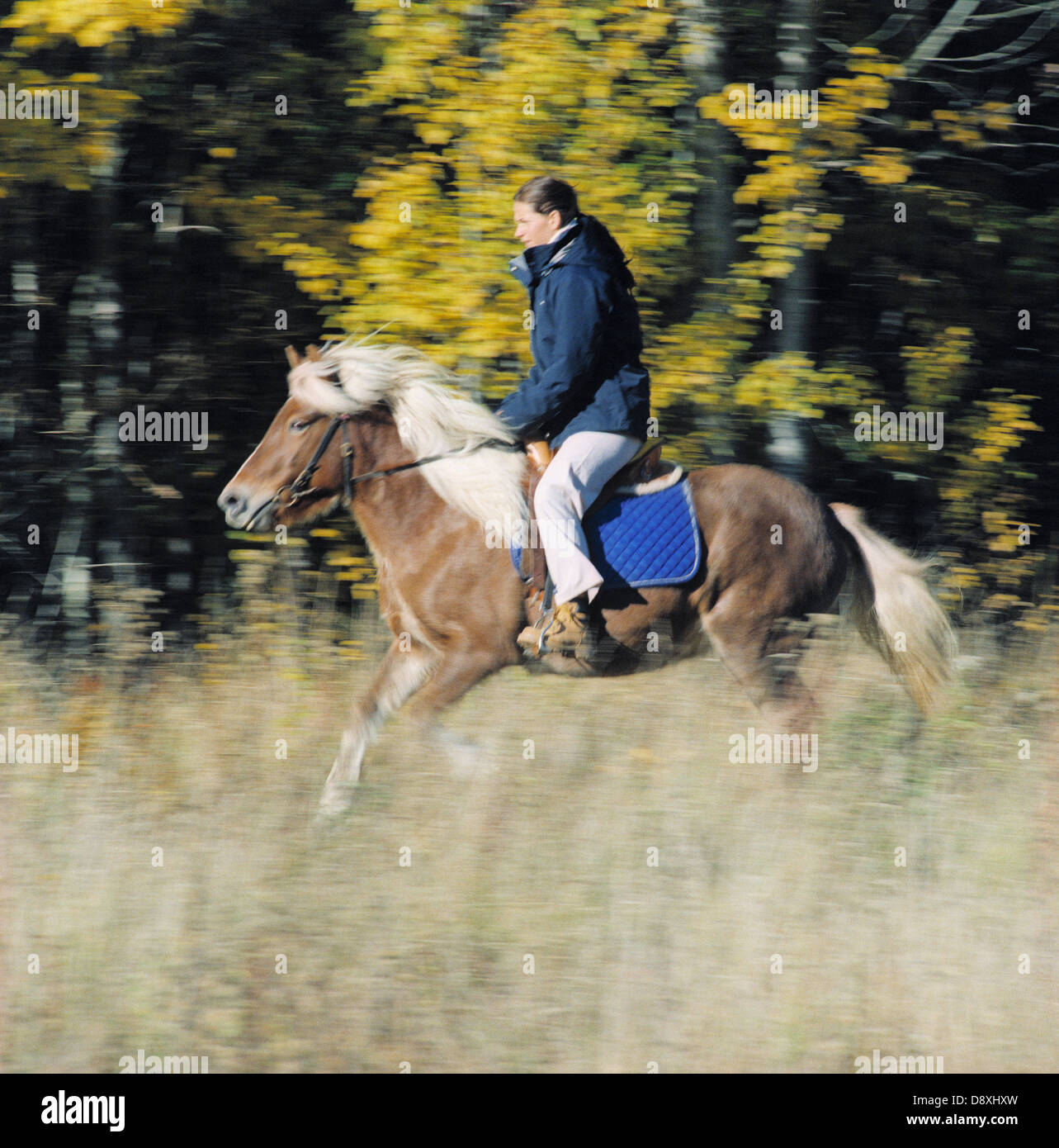 A woman horseback riding in the forest Stock Photo - Alamy