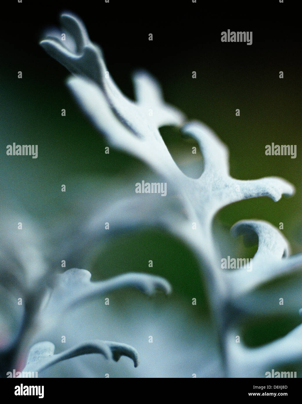 A leaf, close-up Stock Photo - Alamy
