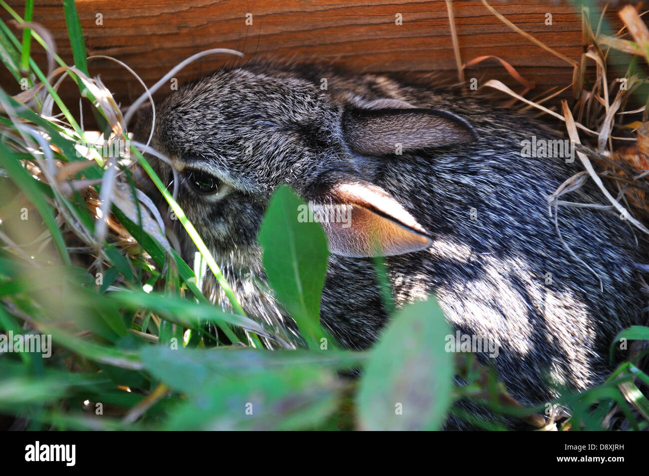 Rabbits hiding in grass hi-res stock photography and images - Alamy