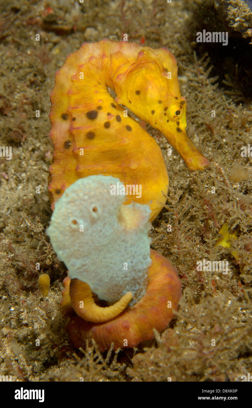Female pot-bellied seahorse, Hippocampus abdominalis, at The Leap ...
