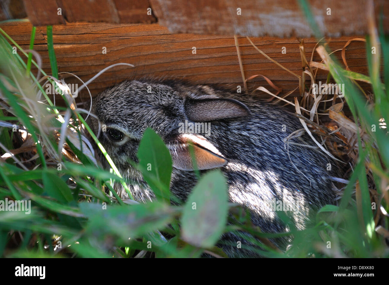 Rabbits hiding in grass hi-res stock photography and images - Alamy