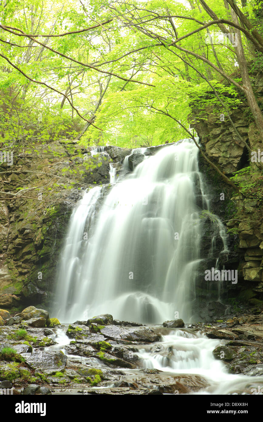 Waterfall of fresh green, Name is Asamaootaki, Gunma, Japan Stock Photo ...