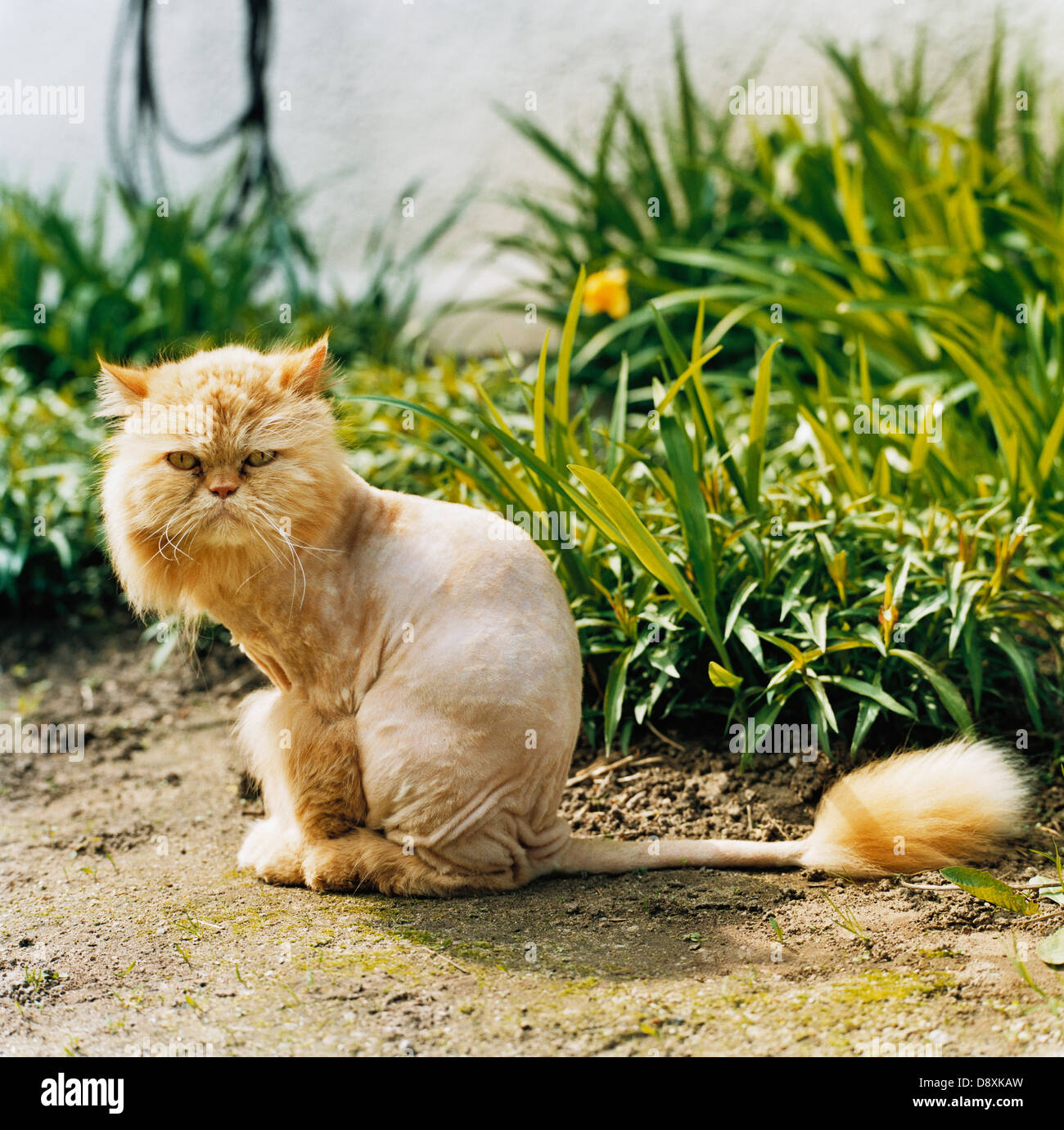 Shaving cat hi-res stock photography and images - Alamy