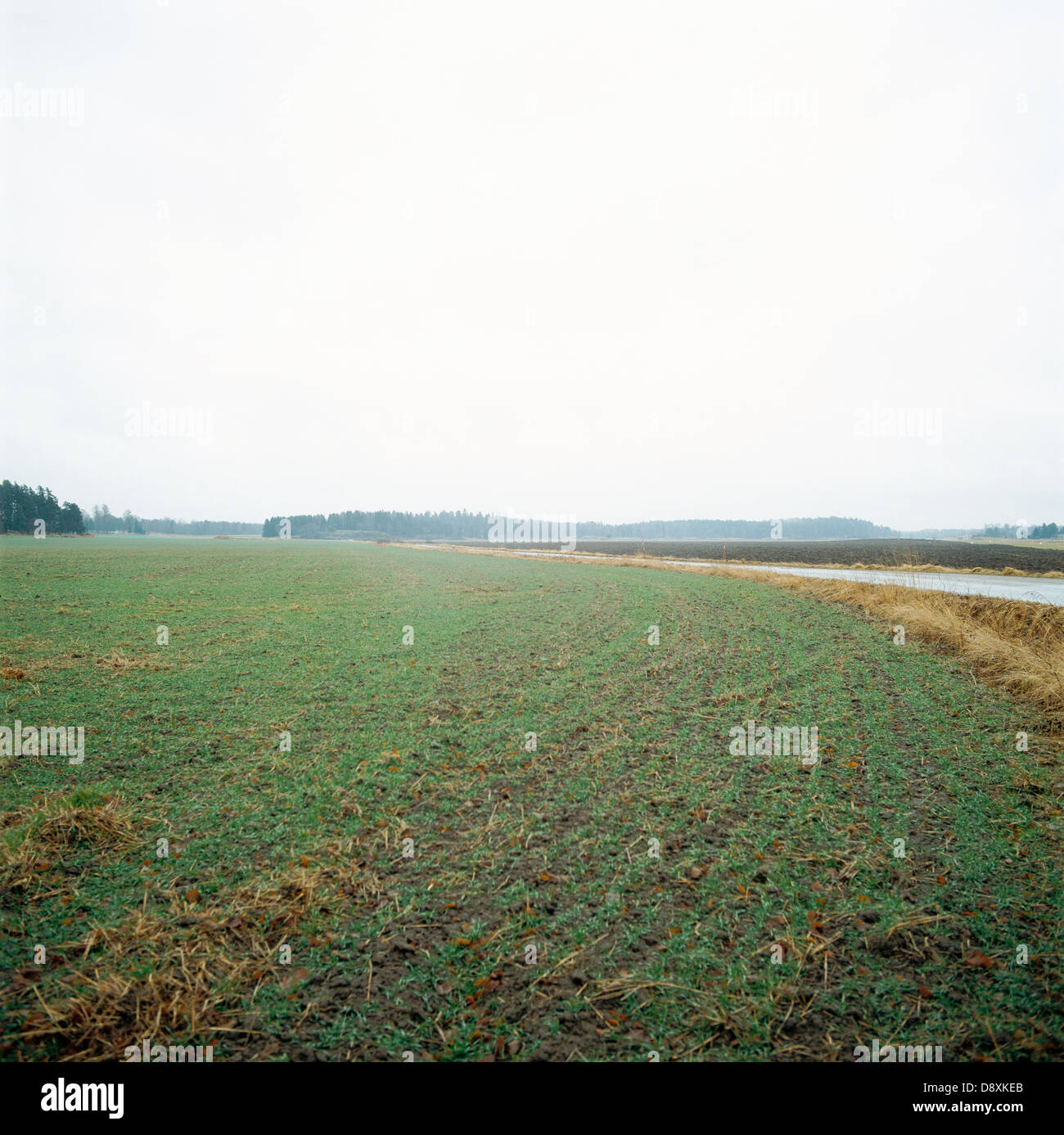 Field during spring Stock Photo - Alamy