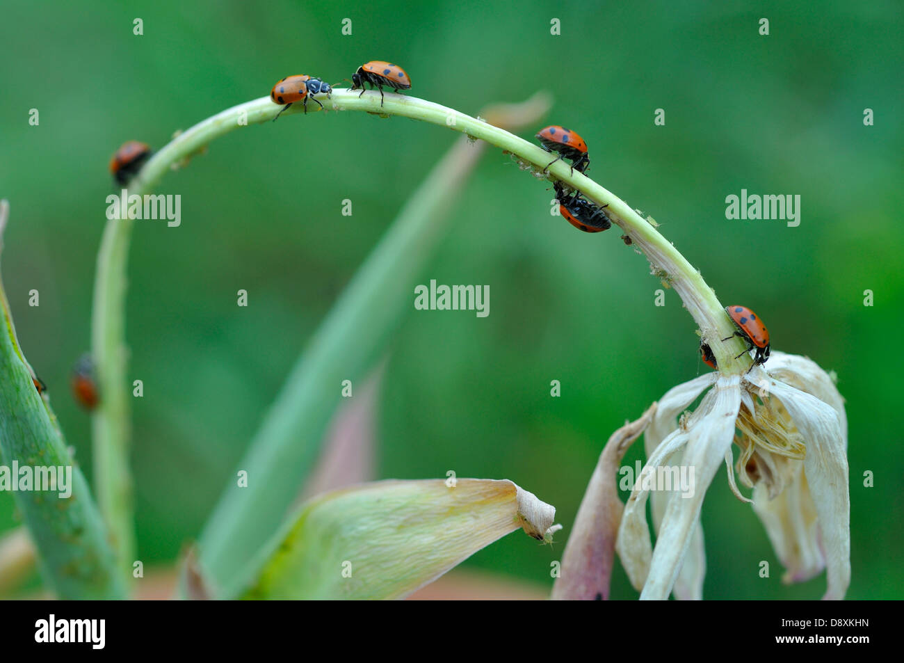 Ladybugs eating aphids on plant Stock Photo - Alamy