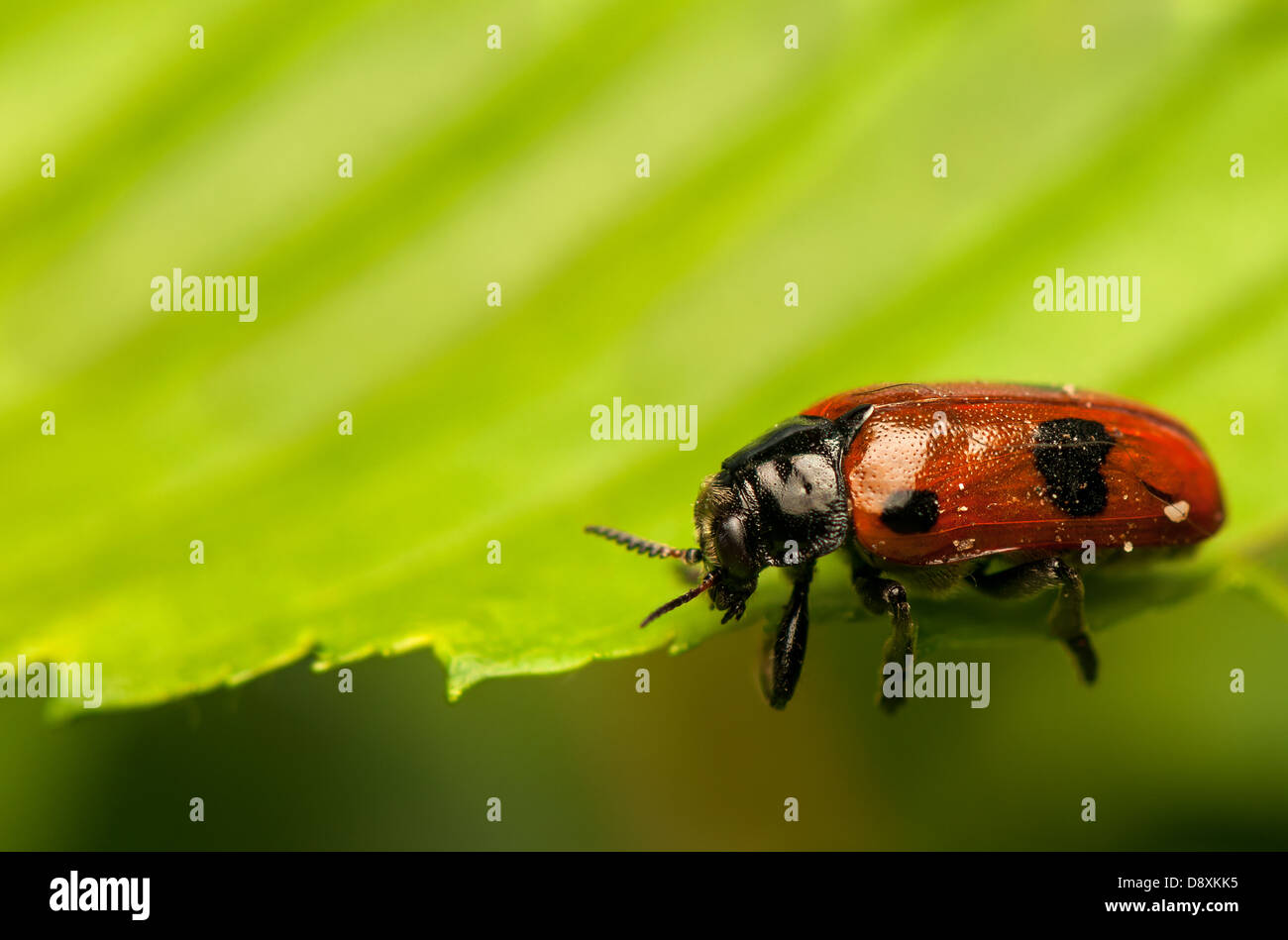 Zoologyagriculture hi-res stock photography and images - Alamy